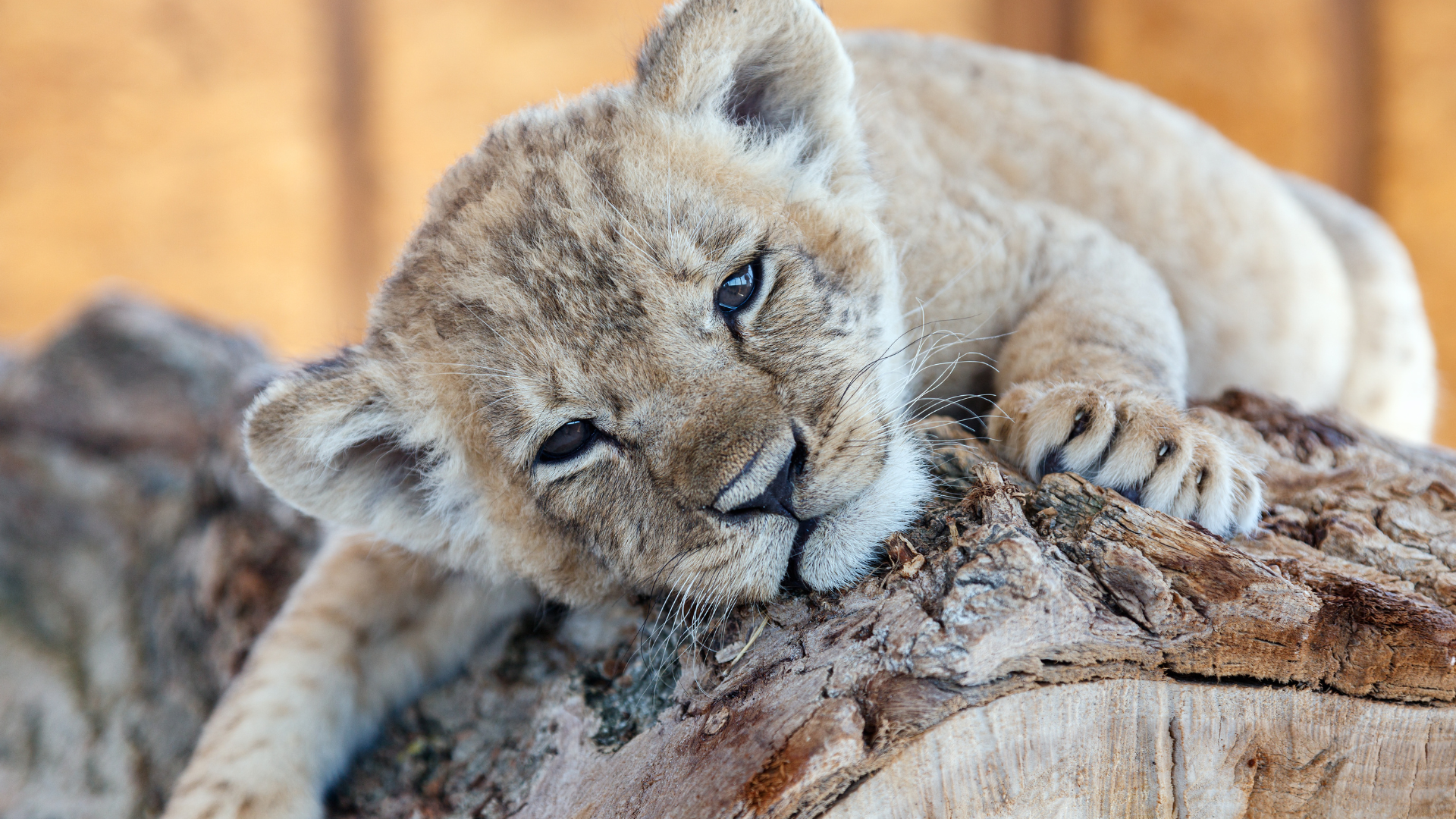 The Way This Lion Cub Finds Her Roar Is Melting Hearts - PetHelpful