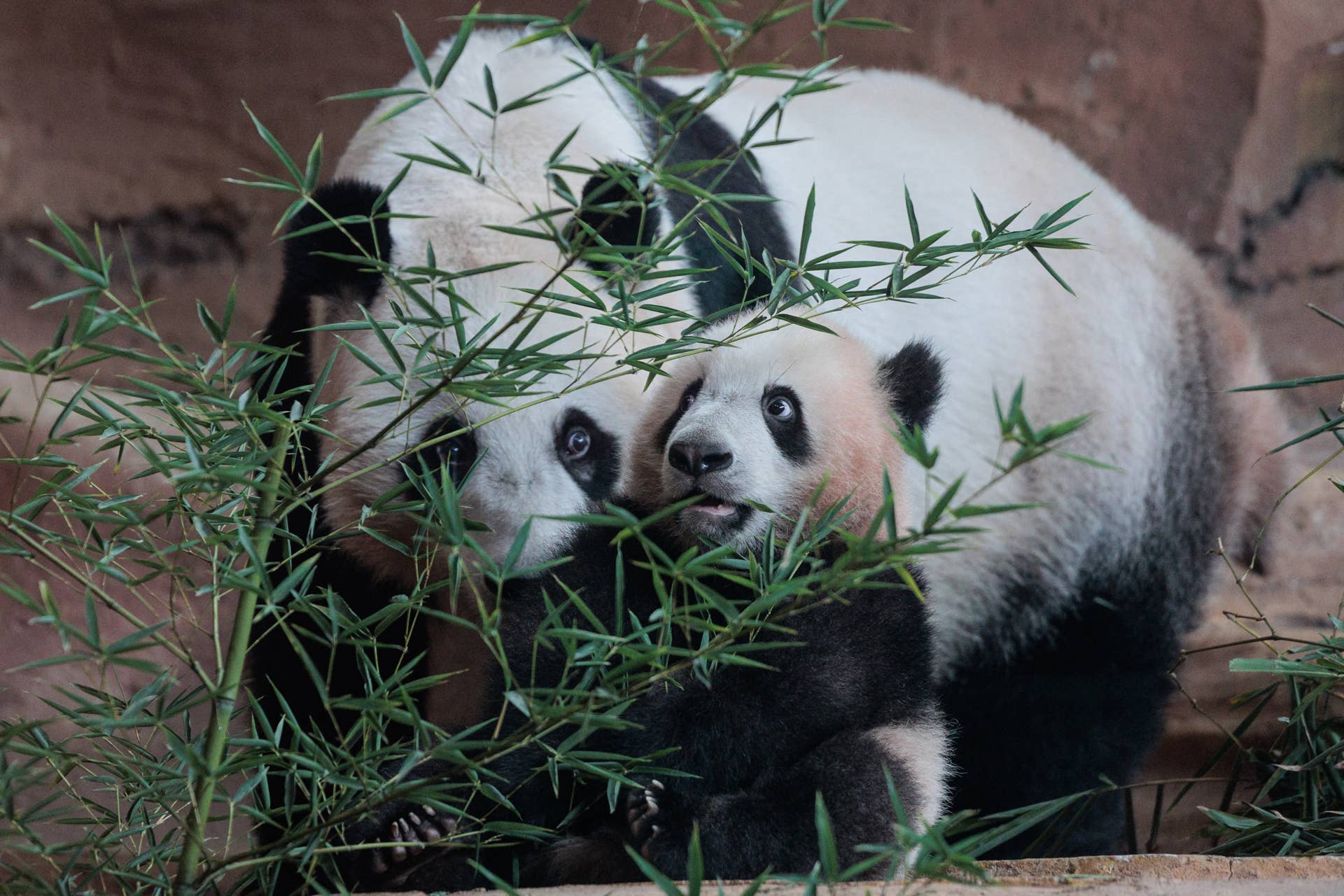 Zoo Animals: Cute Moments, Amazing Encounters & Clips - PetHelpful