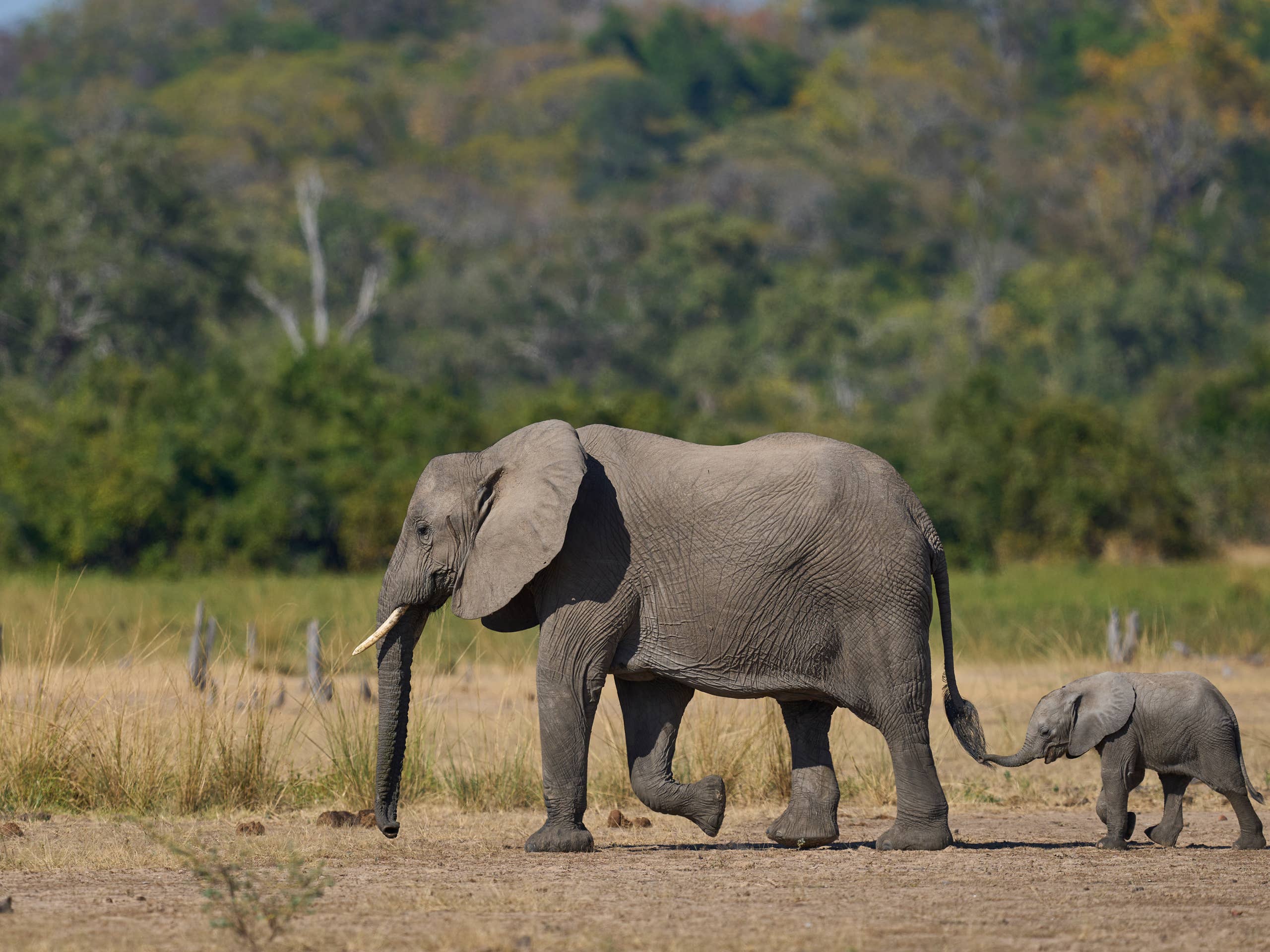 Elephant Who Was Orphaned as a Calf Shows Off Her Baby — and It's ...