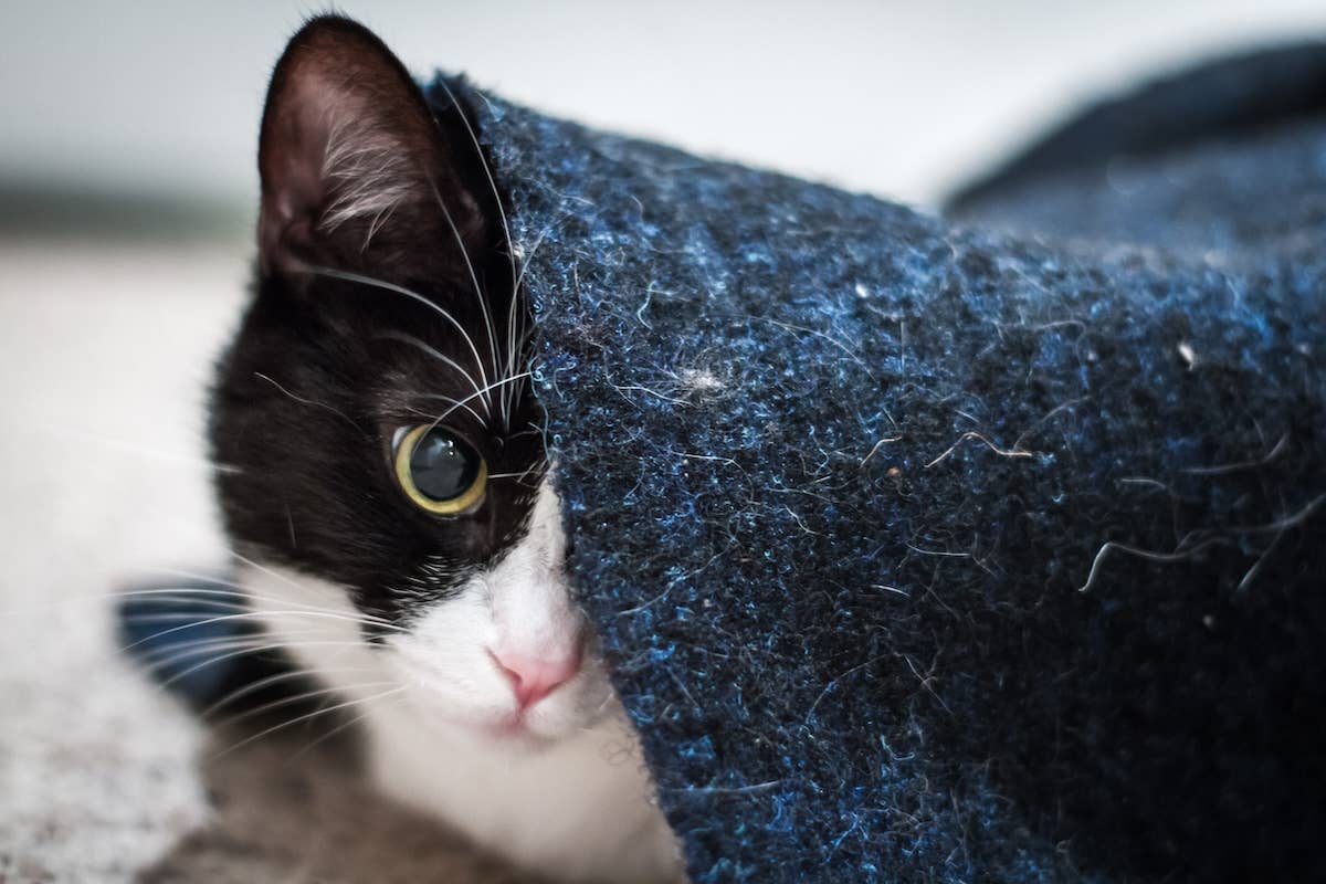 Tuxedo Cat Lands in Shelter After Beloved Human Enters Hospice, and His ...