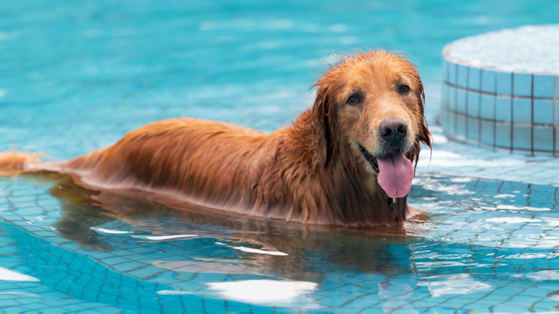 Golden Retriever Has Full-Blown Tantrum When Mom Says “Time to Get Out ...