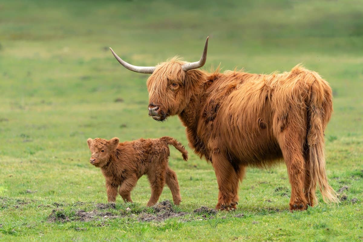Highland Cow Who Waited 3 Years for a Baby Showers Her New Calf With ...