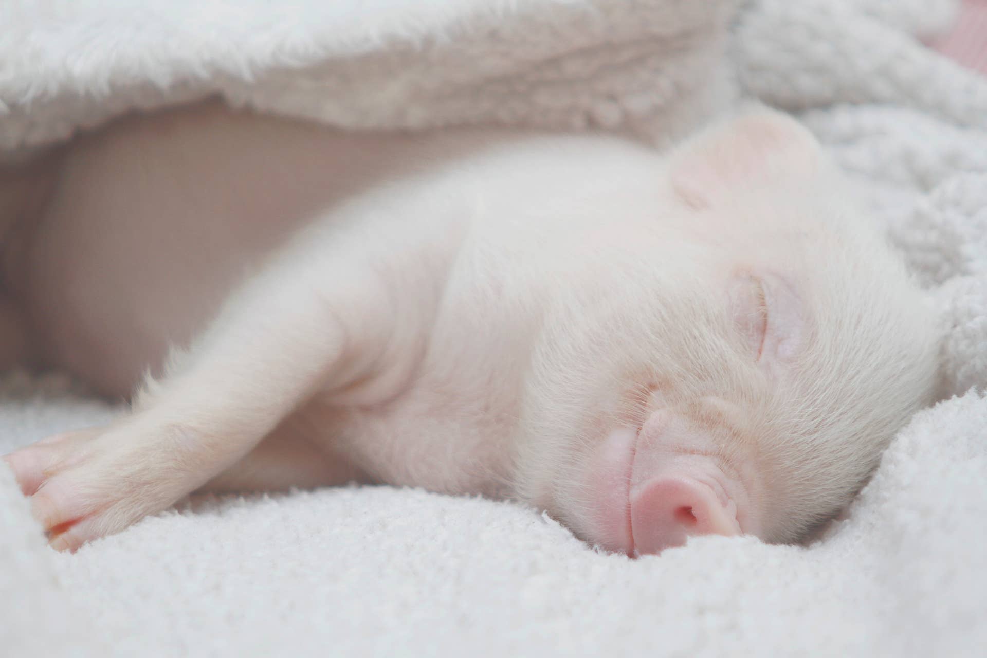 This Real-Life ‘Pig in a Blanket’ Is Almost Too Cute to Be Real ...
