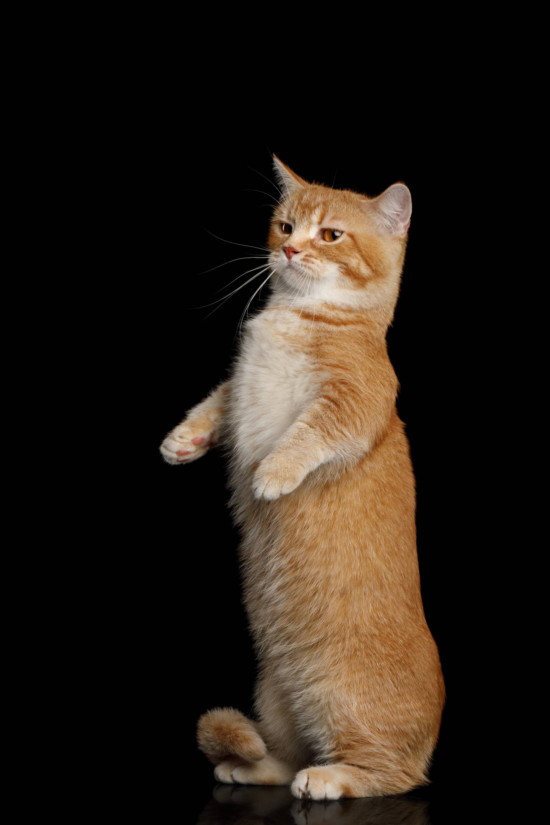 Munchkin Cat Encounters a Smart Litter Box—and Immediately Has ...