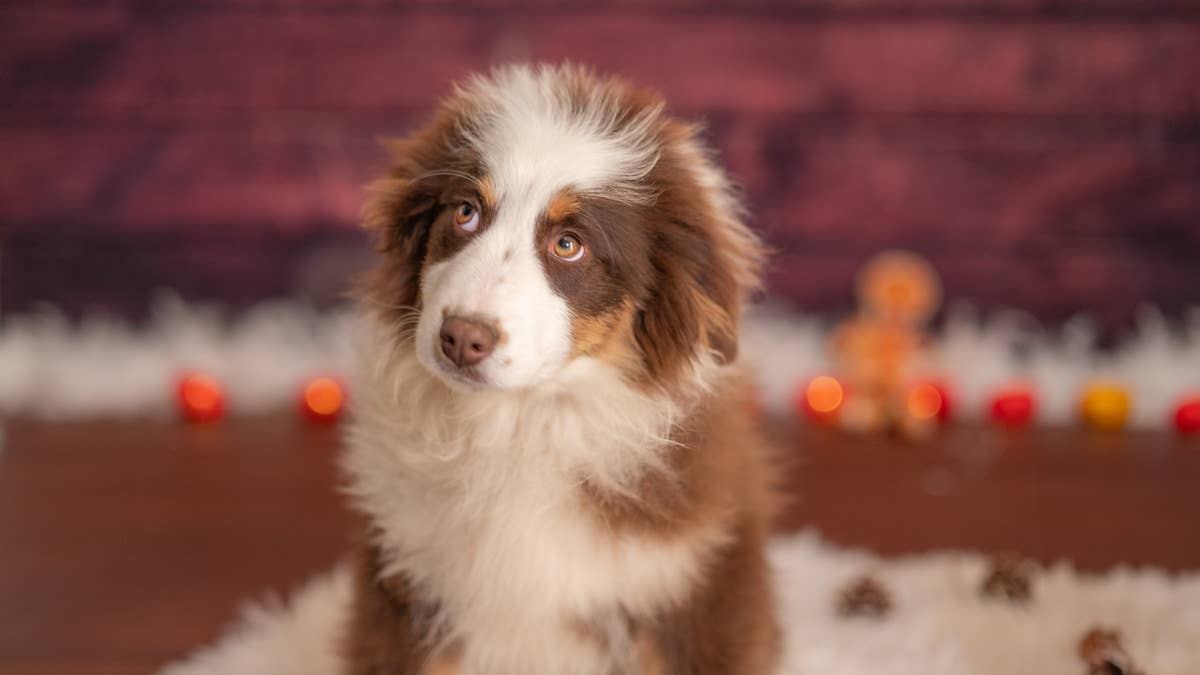 A 9-Week-Old Australian Shepherd Puppy Just Learned More Tricks Than ...