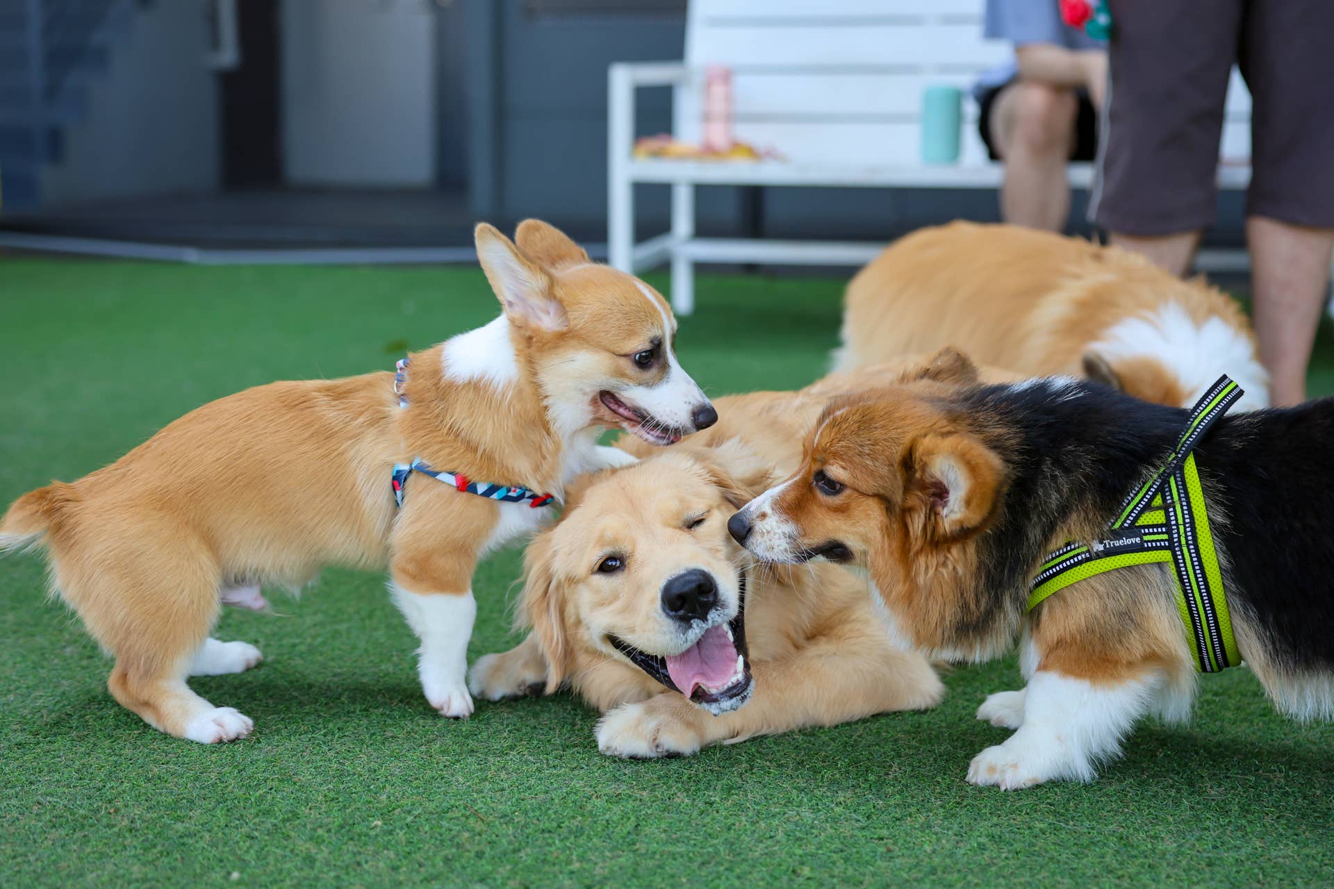 The NHL's Stanley Pup Just Aired—and Only 1 of the 32 Rescue Dogs Is ...