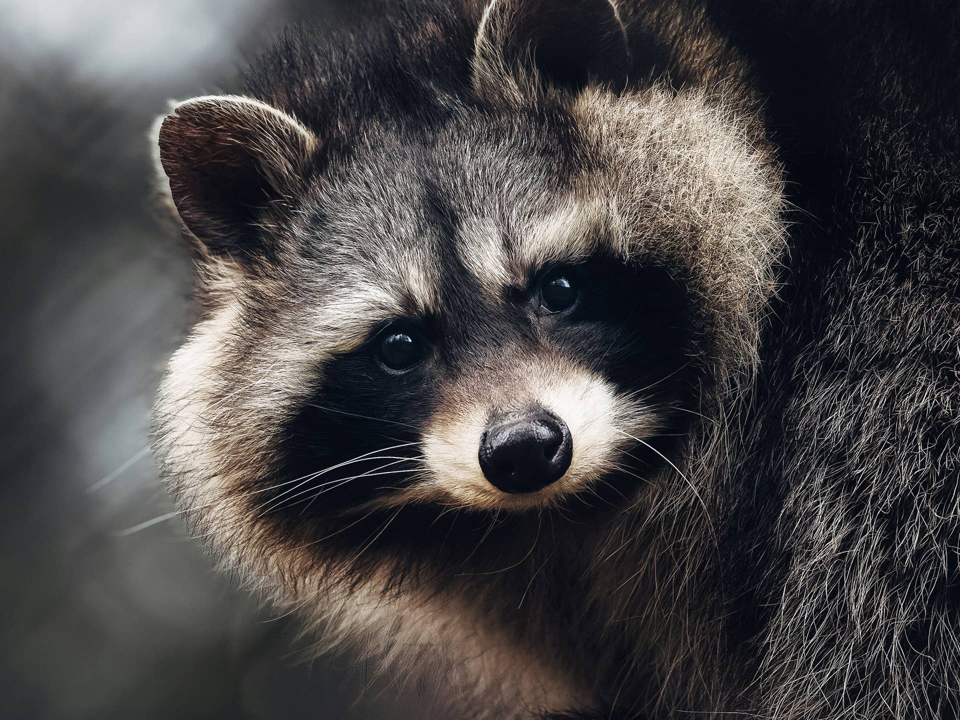 Mother Raccoon and Her Babies Emerge From Central Park Tree - PetHelpful