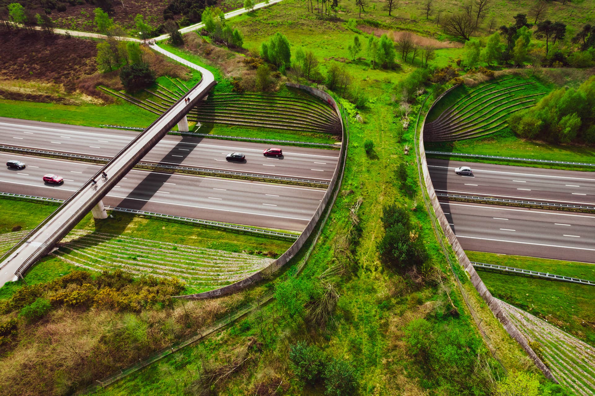 California’s Wildlife Bridge Isn’t Finished Yet, But One Species Is ...