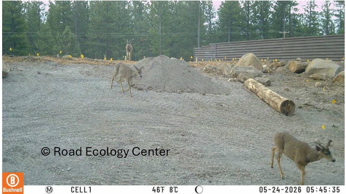 California’s Wildlife Bridge Isn’t Finished Yet, But One Species Is ...
