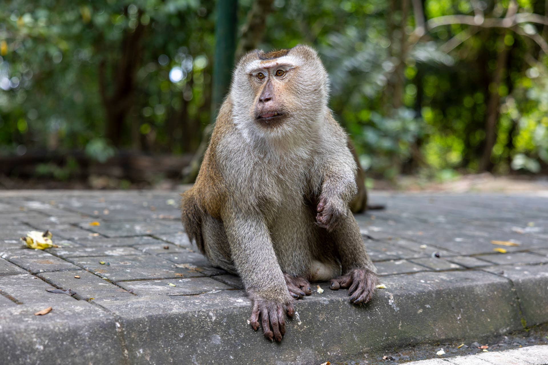 An Ice Cream Seller Gave a Monkey an Ice Cream Cone Out of Pure ...