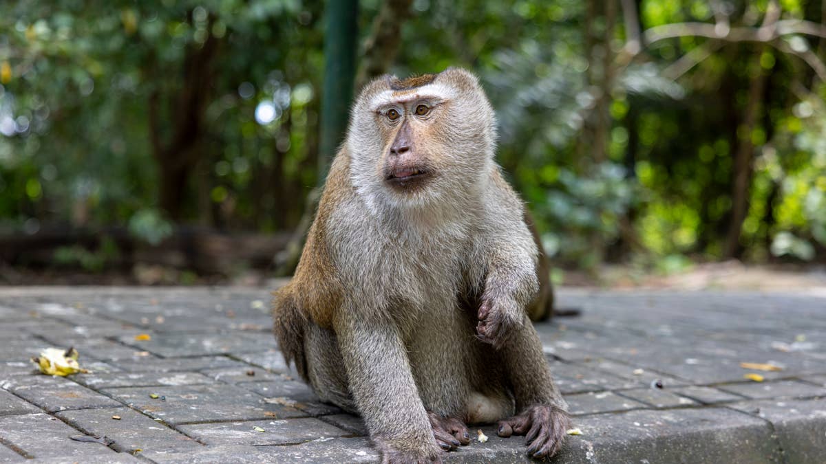 An Ice Cream Seller Gave a Monkey an Ice Cream Cone Out of Pure ...