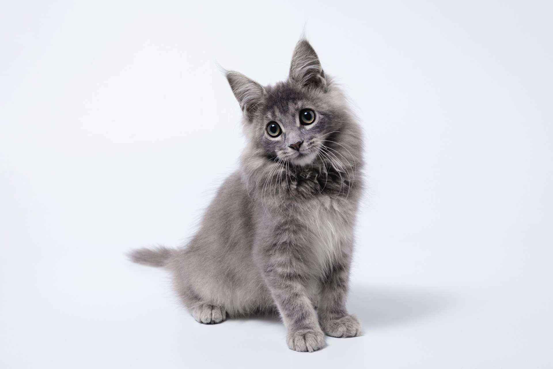 Maine Coon Kitten Transforms From Tiny Fluffball to Majestic Beast in ...