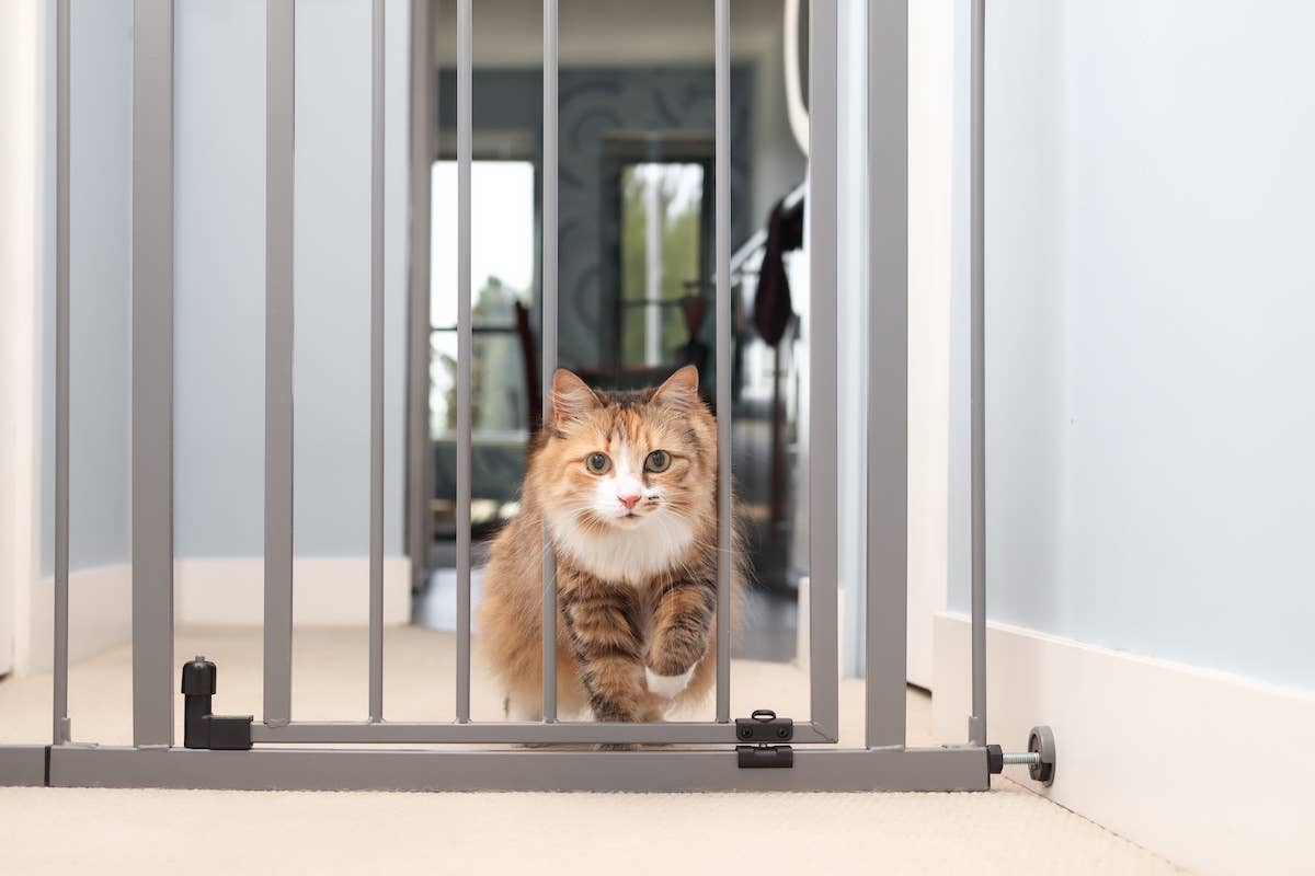 Orange Cat Launches Himself Over Gate While His Friend Takes the Easy ...