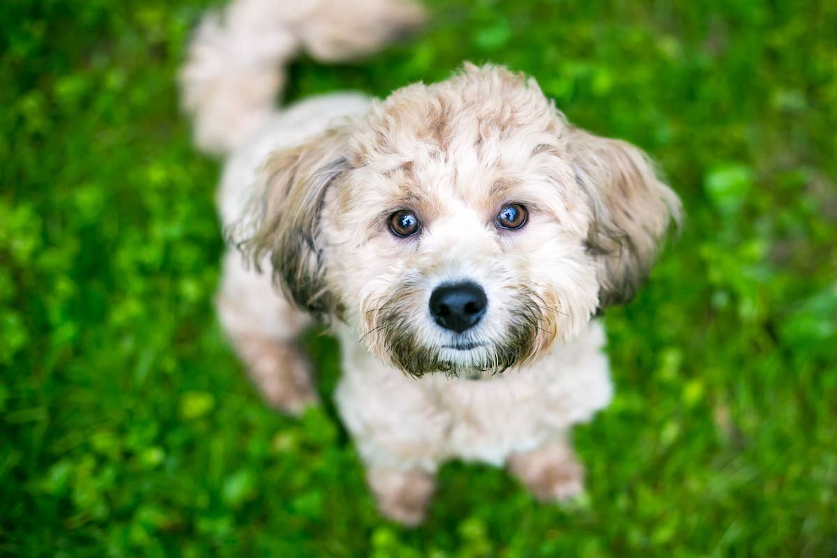Stray Puppy Wanders Into a Nature Center and Forms an Instant Bond With ...
