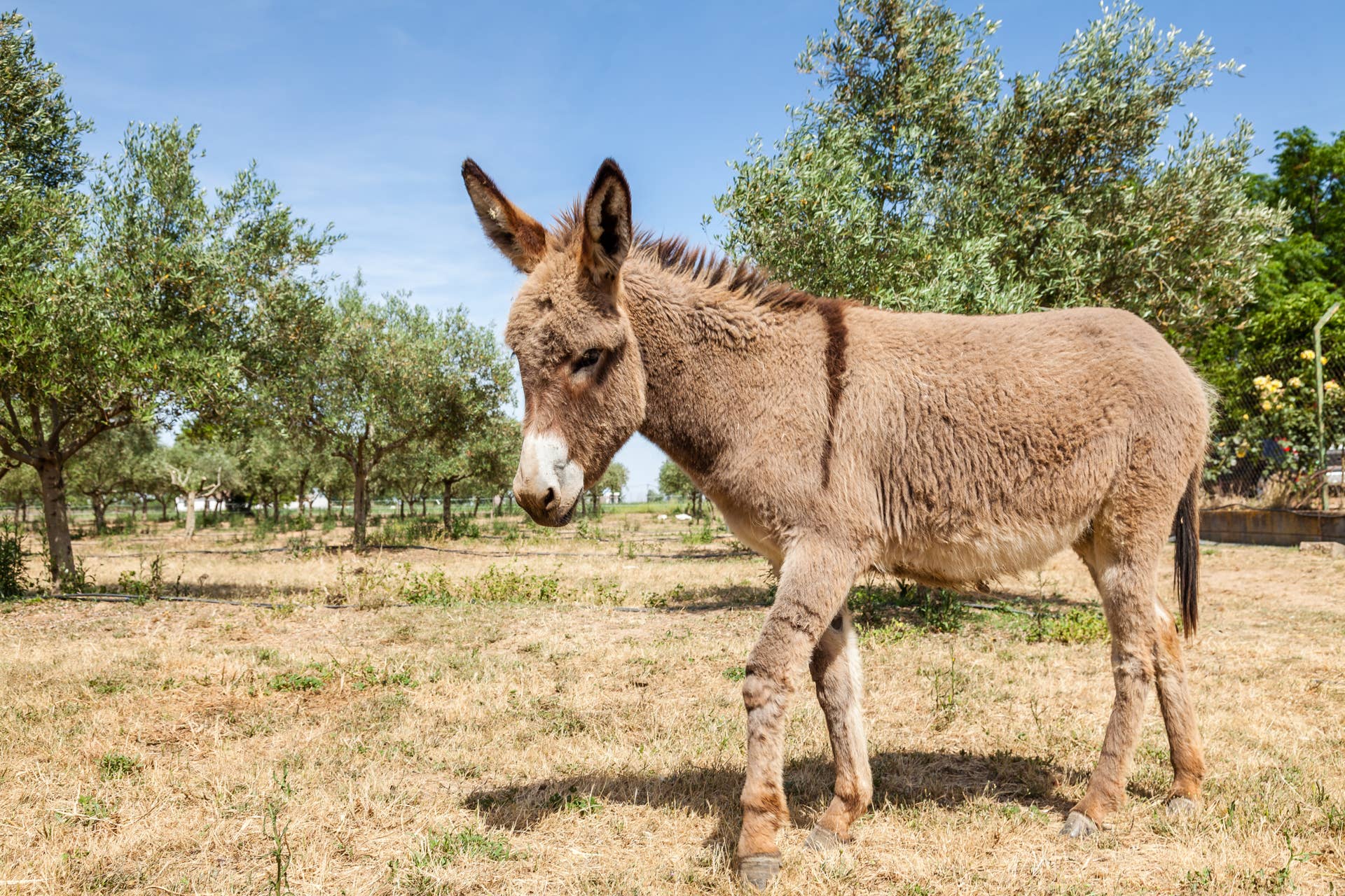 An Abandoned Donkey Gave Her Rescuers the Sweetest Surprise After ...