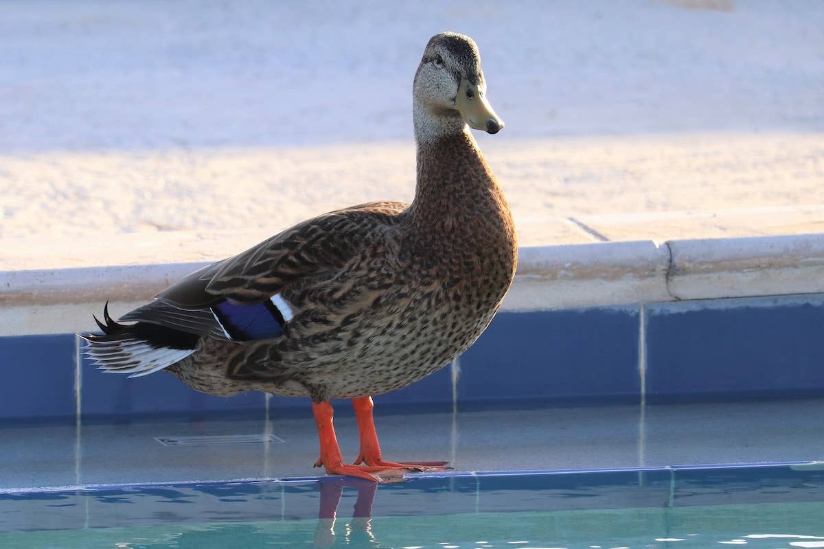 Duck Living Her Best Life in Backyard Pool Has Everyone Smiling ...