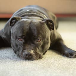 Mom Tells Her Staffy He Can't Clean Her Plate, and His Reaction Is ...