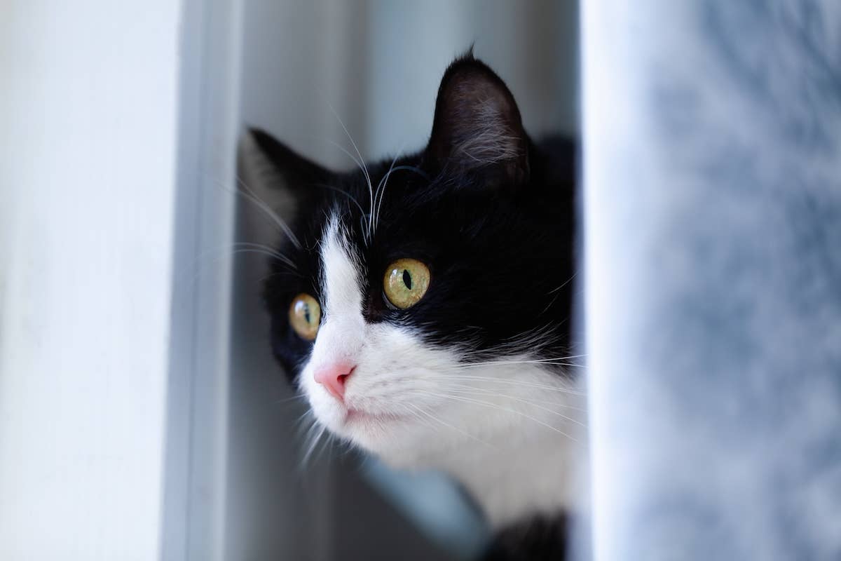 Former Feral Tuxedo Cat Figures Out He's Safe, and the Result Is Pure ...
