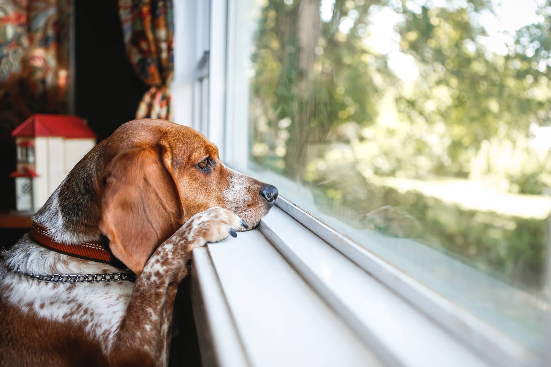 Dog's Heartbreaking Cries Over Losing His Beloved Canine Sibling Are ...
