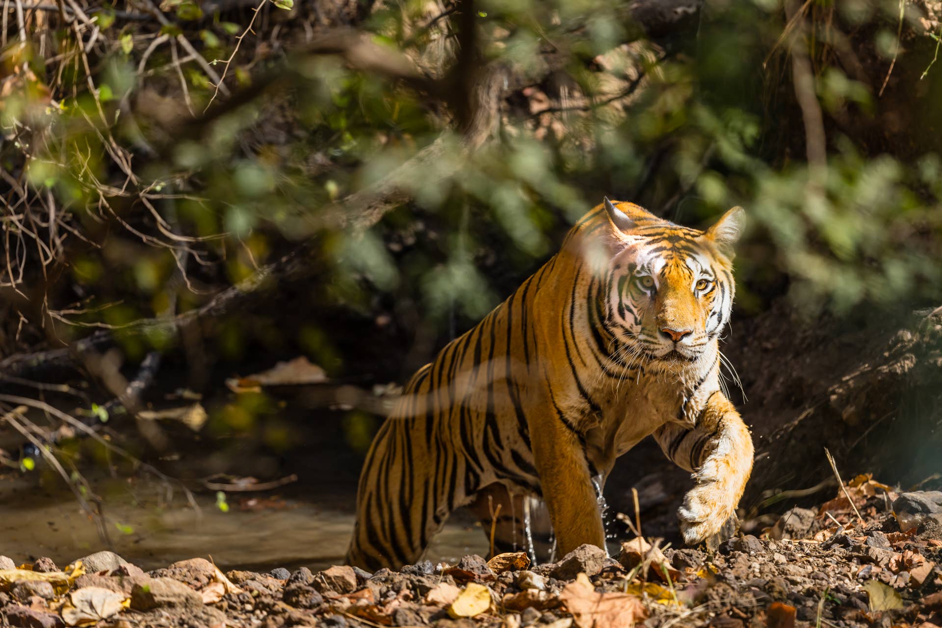 A Man Sings to a Rescue Tiger, and His Reaction Is Absolutely Shocking ...
