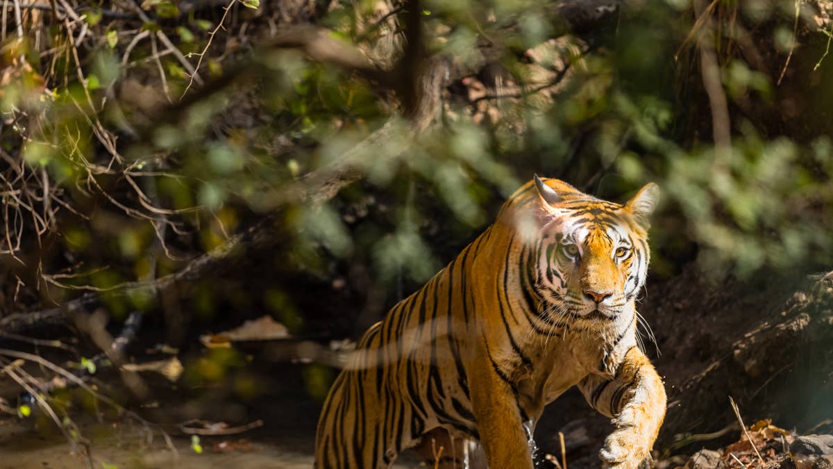 A Man Sings to a Rescue Tiger, and His Reaction Is Absolutely Shocking ...