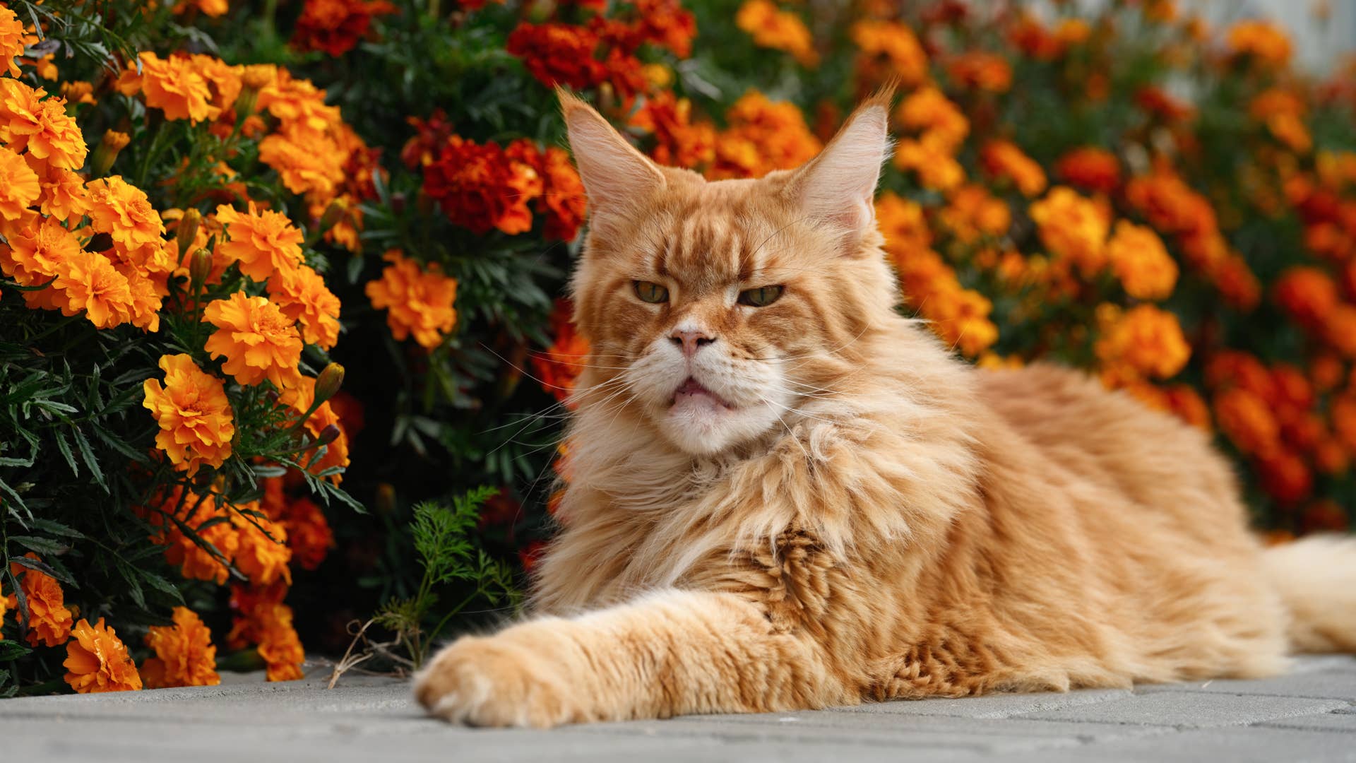 This Maine Coon Cat's Paw Next to Her Mom's Hand Is the Size Check ...