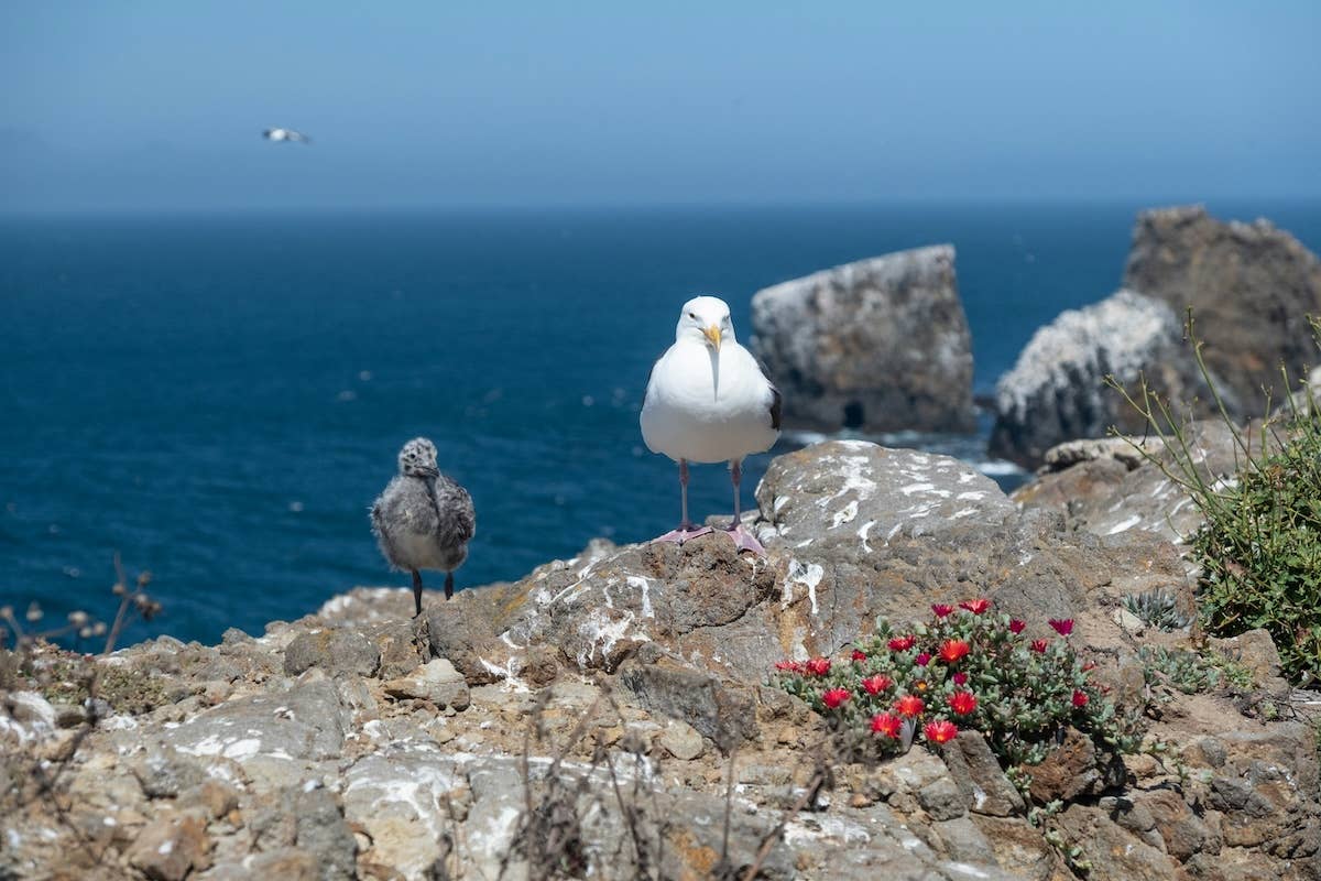 Wait Until You Hear What a Baby Seagull Actually Sounds Like - PetHelpful