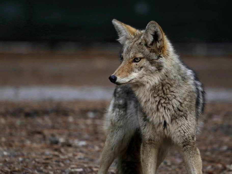 What It Means When Coyotes Howl at Night Near Your Home - PetHelpful