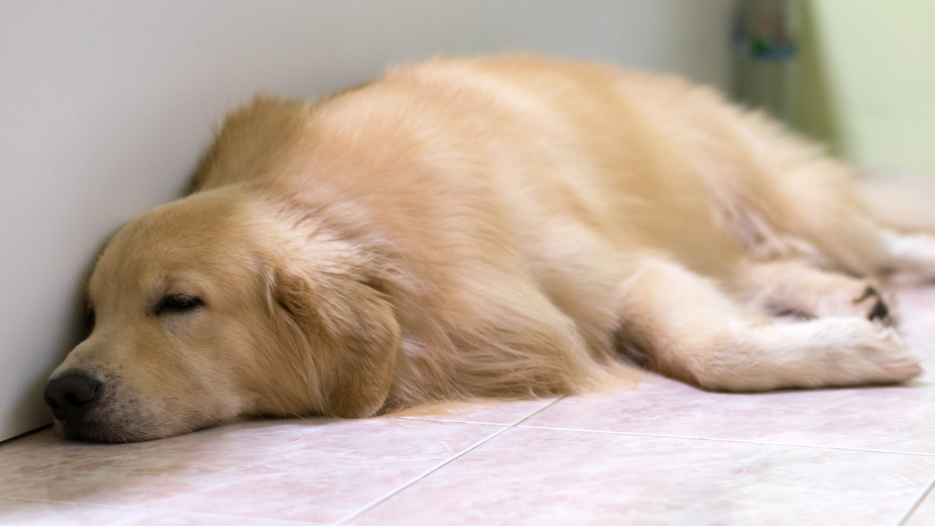 Golden Retriever - PetHelpful