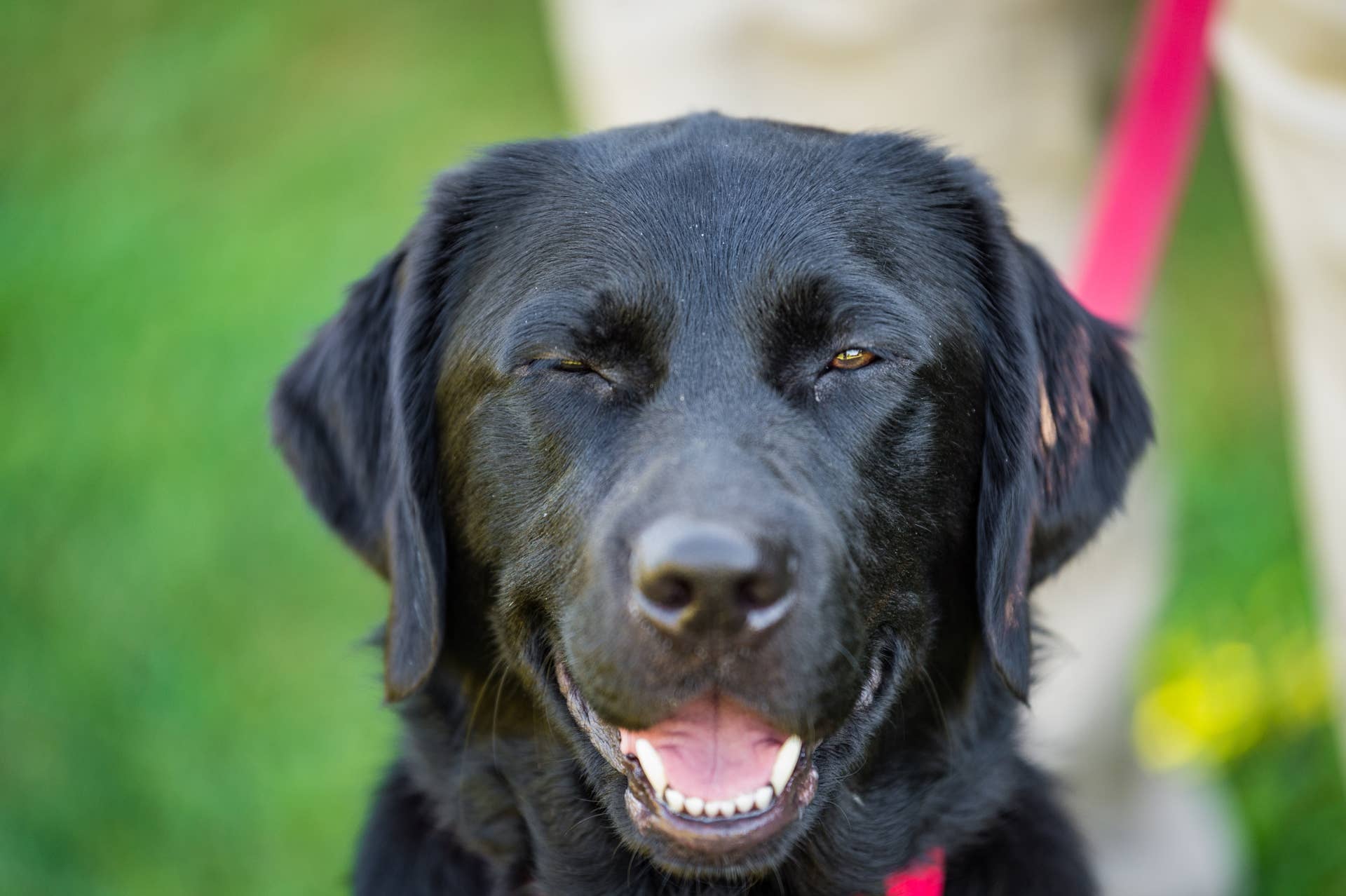 This Painted Gate Turns Two Black Labs Into Armed Security Guards ...