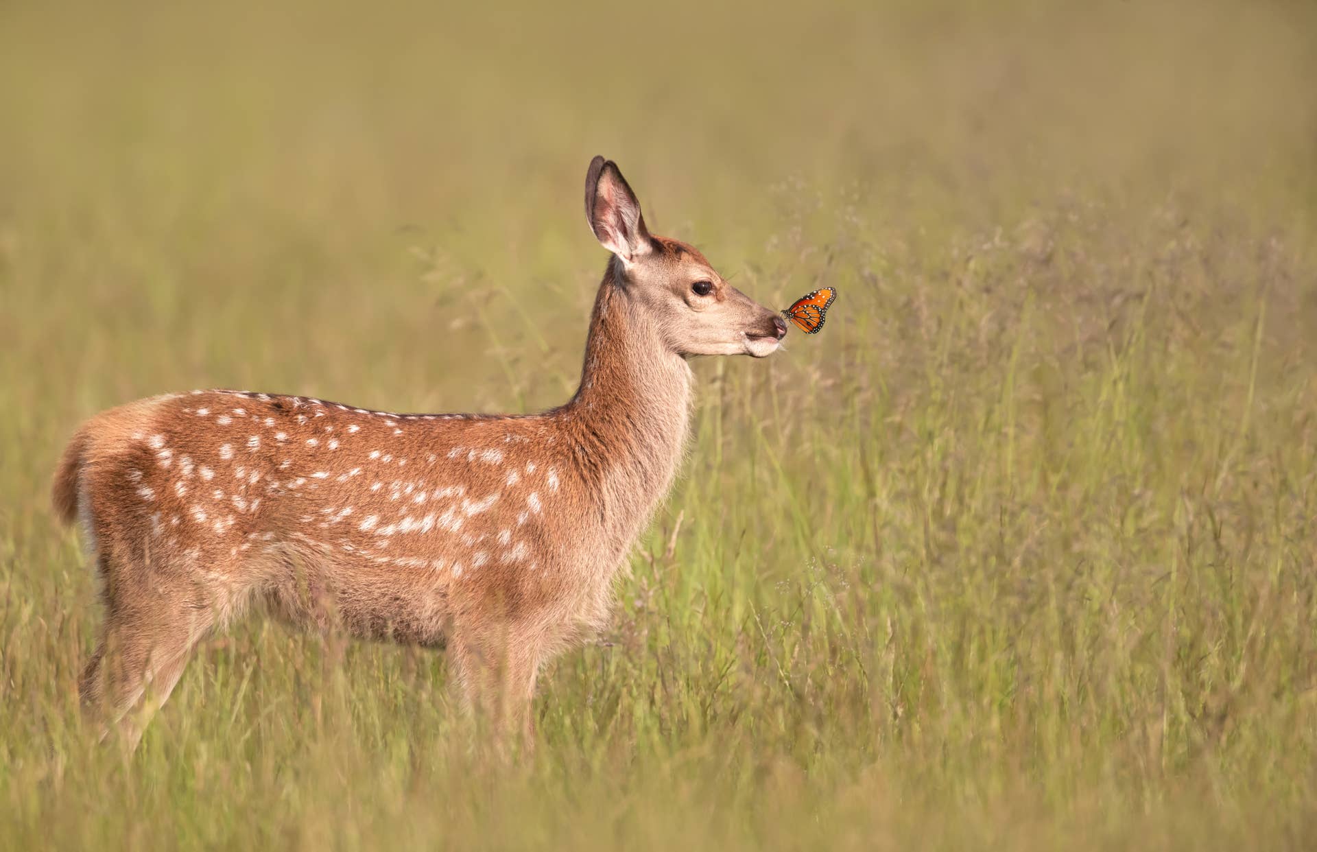 A Butterfly Landed on a Fawn, and the Video Looks Like Something Out of ...