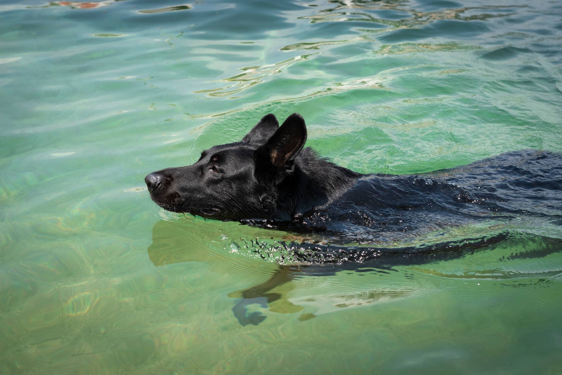 German Shepherd - PetHelpful