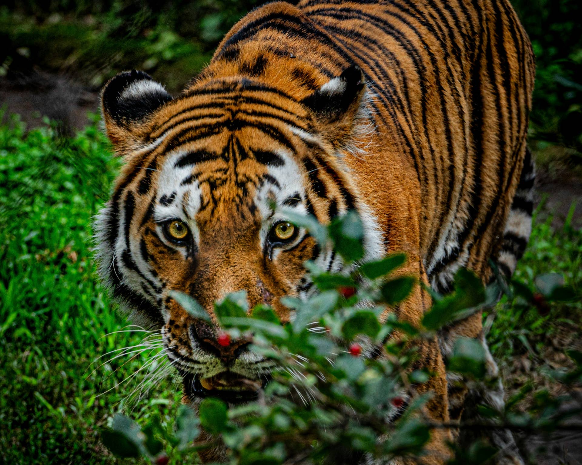 Louisville Zoo Celebrates First Amur Tiger Cubs Since 2004 - PetHelpful