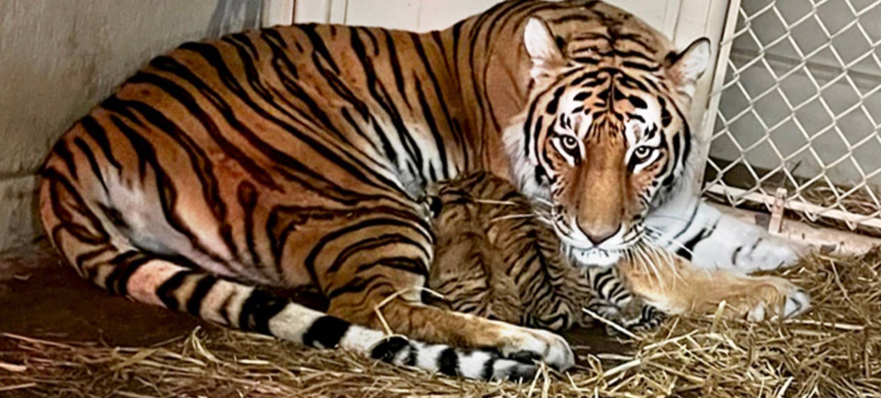 Louisville Zoo Celebrates First Amur Tiger Cubs Since 2004 - PetHelpful