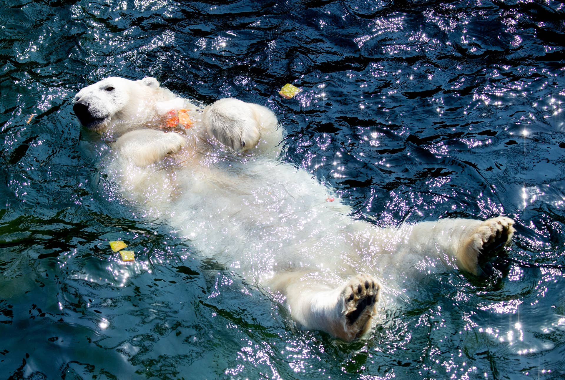 Adorable Polar Bear Found the Perfect Way to Chill Out at the Oregon ...