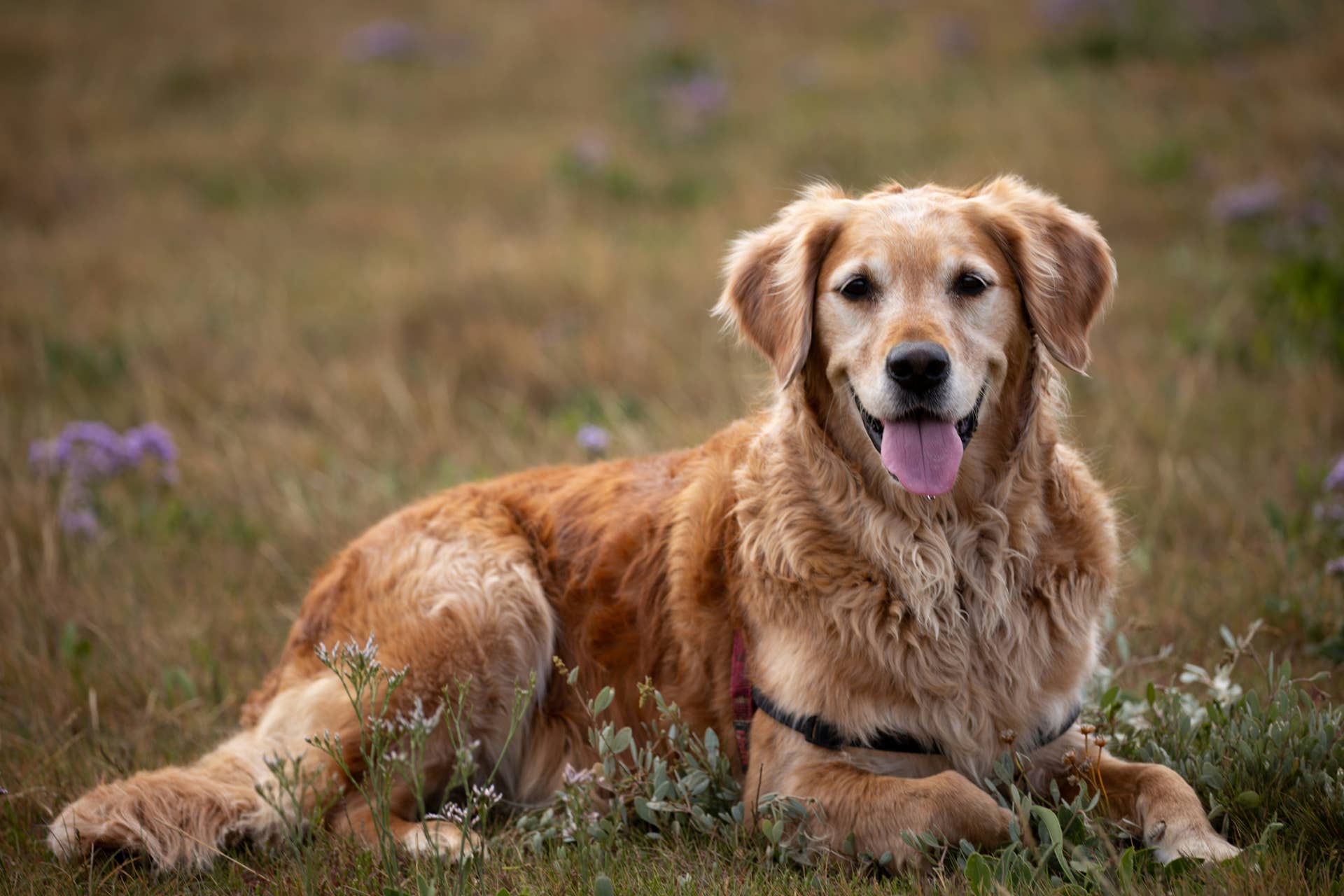 Adorable Golden Retriever Has an Unlikely Deer Best Friend - PetHelpful