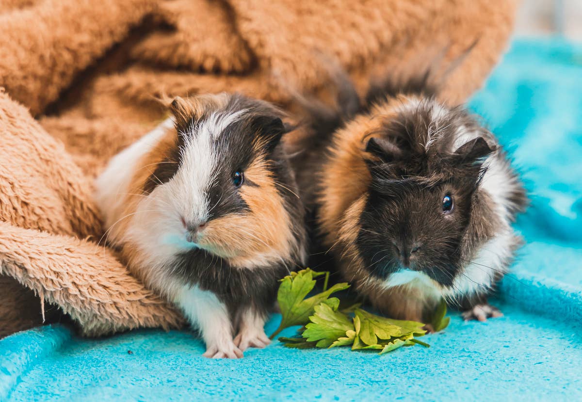 7 Things to Know Before Getting a Guinea Pig, Vet Says - PetHelpful