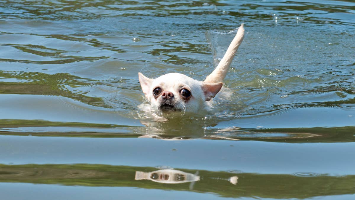 Senior Dog Tries Swimming for the First Time at 14 and Acts Like She ...