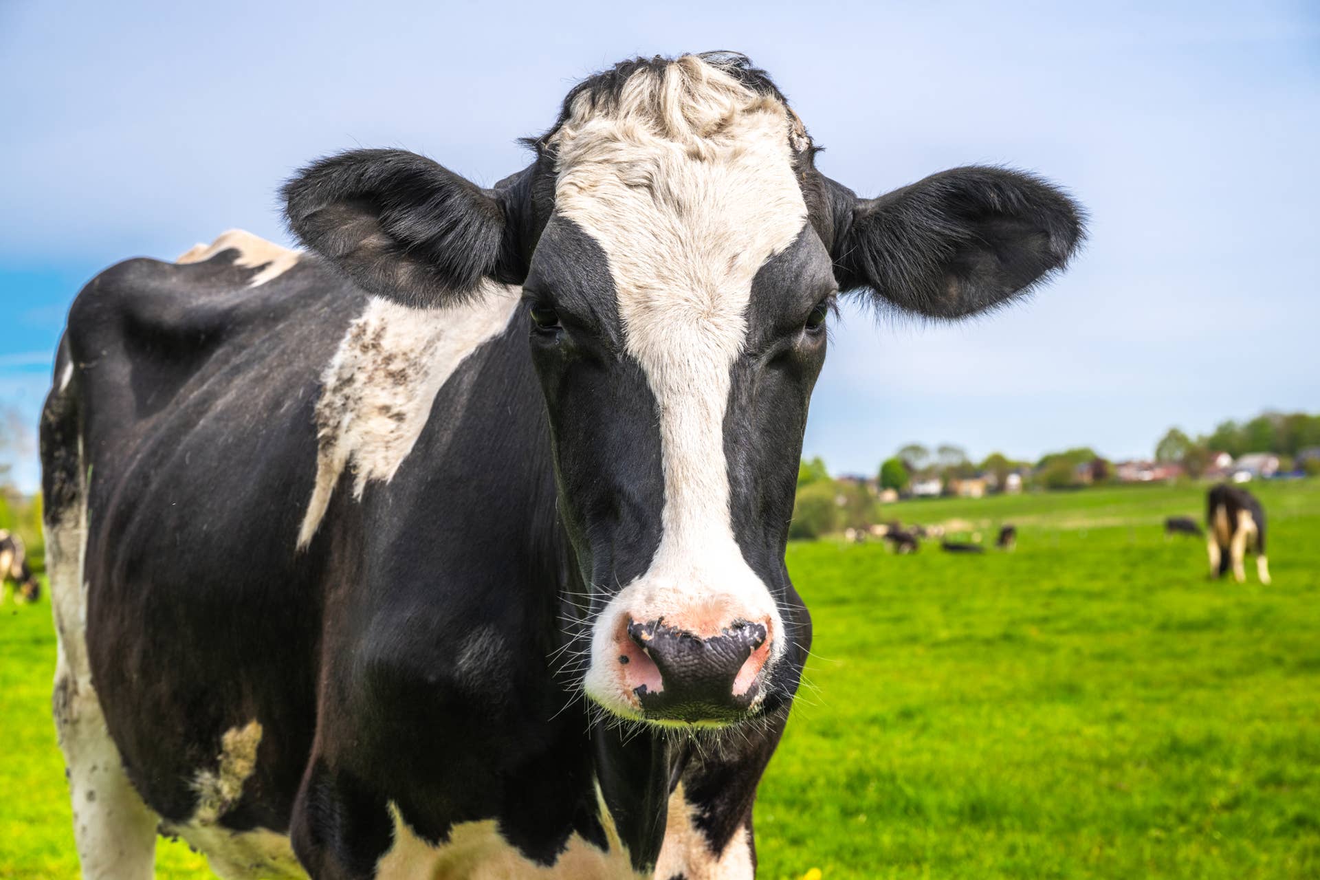 Rescued Cow Meets a Fellow Cow for the Very First Time, and It Goes ...