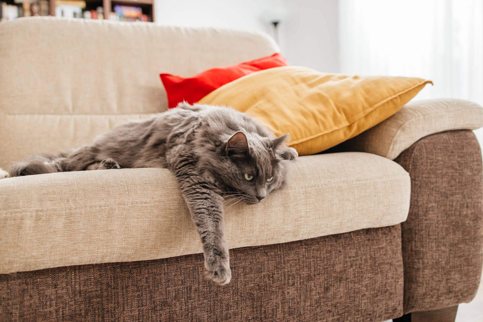 Sad Gray Cat Keeps Watching Other Kitties Get Adopted—All He Wants Is ...