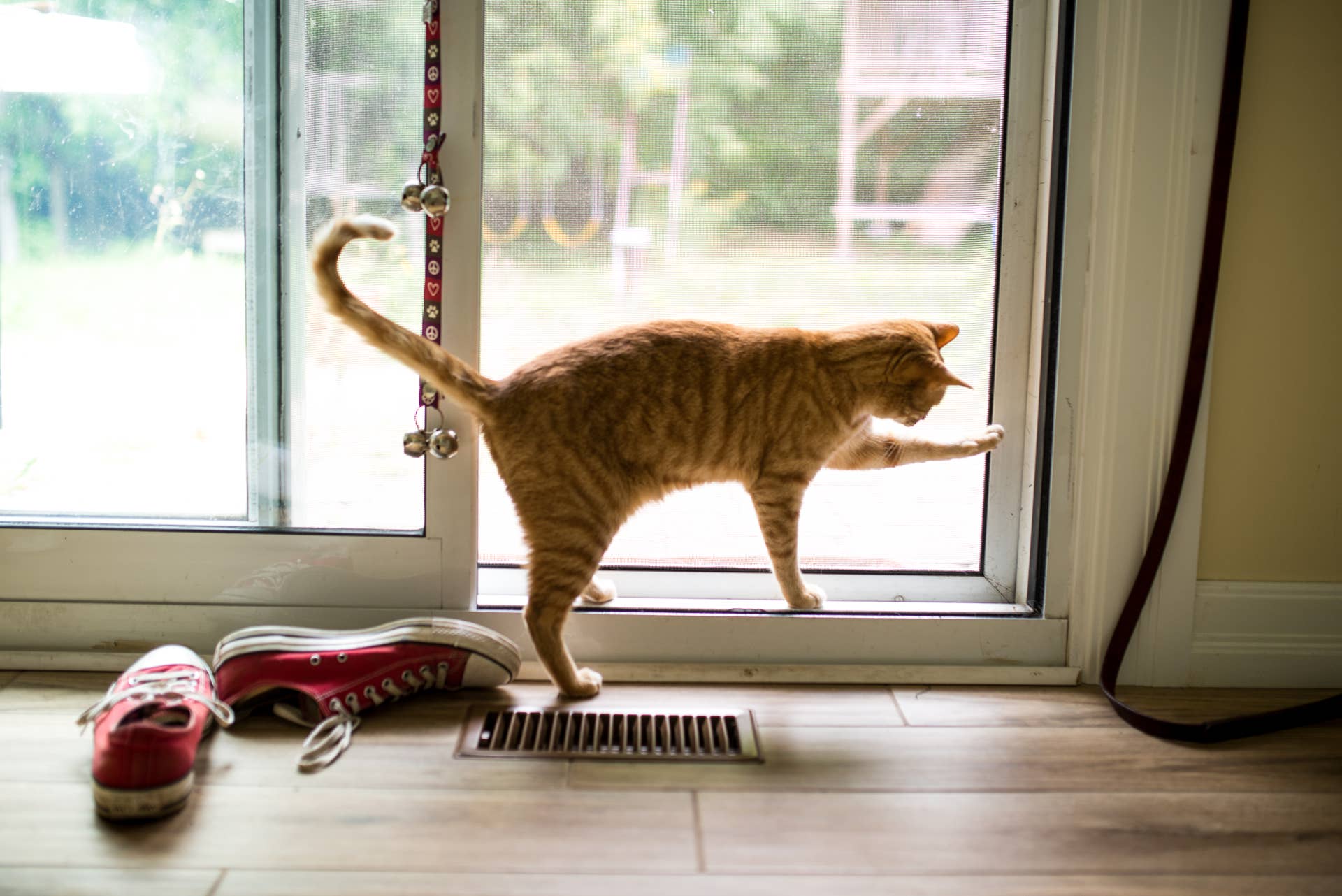 Orange Cat Learns to Open Doors and Literally Lets the Dog Out - PetHelpful