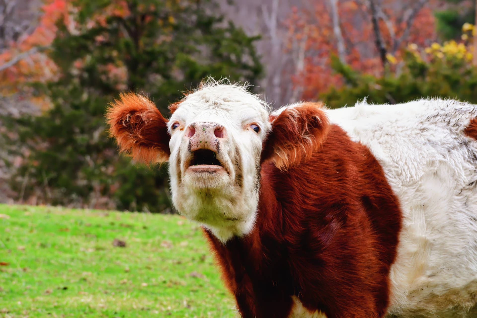 She Thought Vultures Were After Her Cows—The Real Story Was Much ...