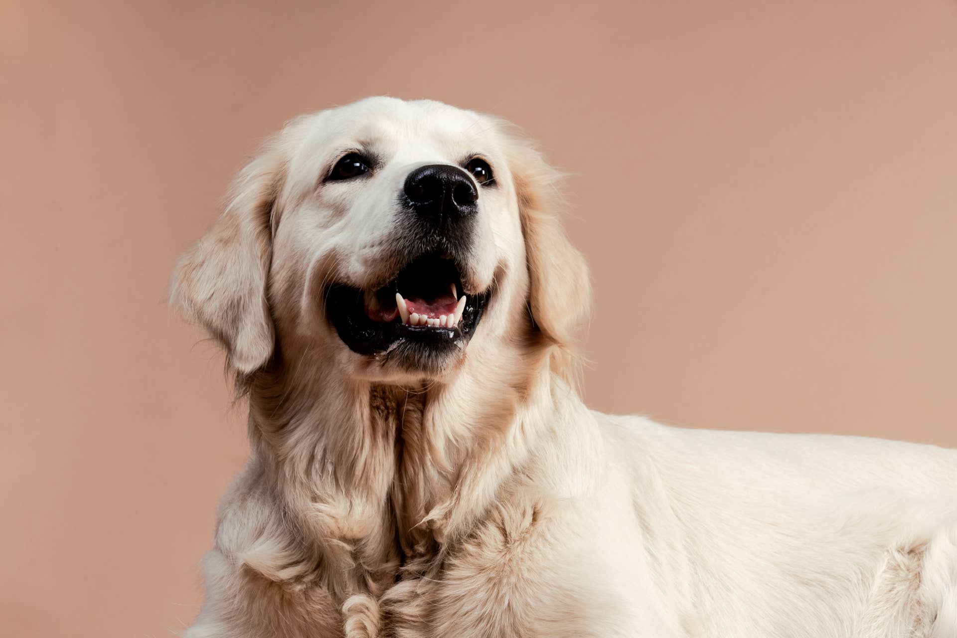 Golden Retriever's Sweet Chomps at Mom Make Us Love the Breed Even More ...