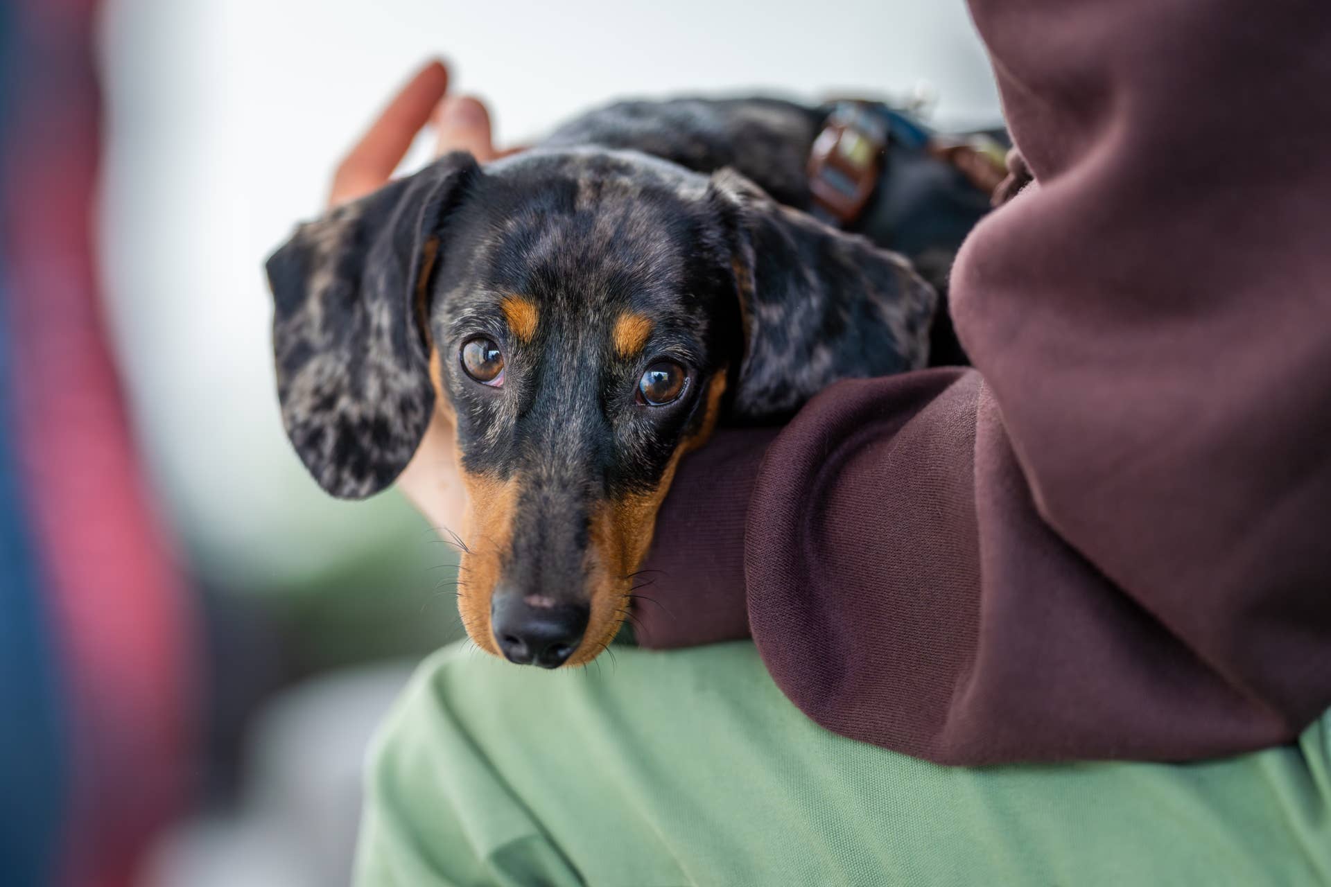 This Dachshund Looks Like He's Wearing a Tiny Mask, and the Internet Is ...