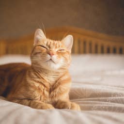 2026's Top Cat Breed in the World Is the Maine Coon - PetHelpful