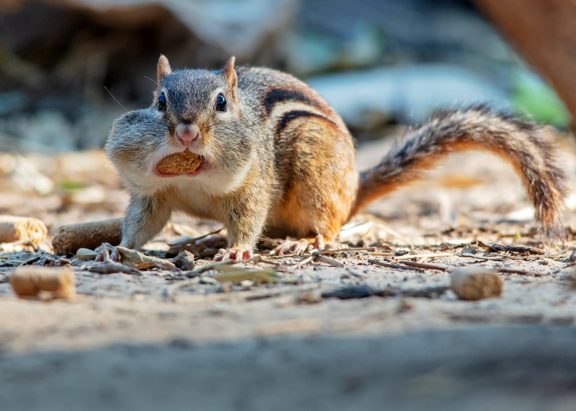 These Wild Chipmunks Trust One Man So Much, They'll Eat Right Out of ...