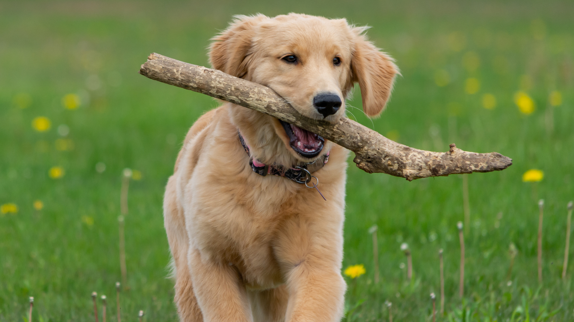 Golden Retriever - PetHelpful