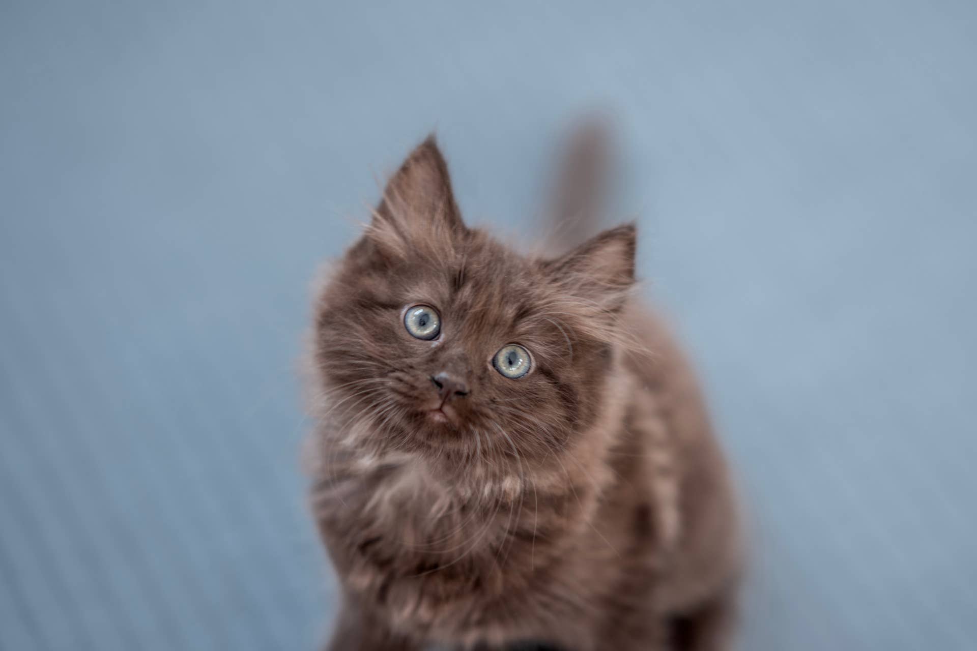 Woman Camps Out at the Animal Shelter To Adopt a Kitten—Then Gets a ...