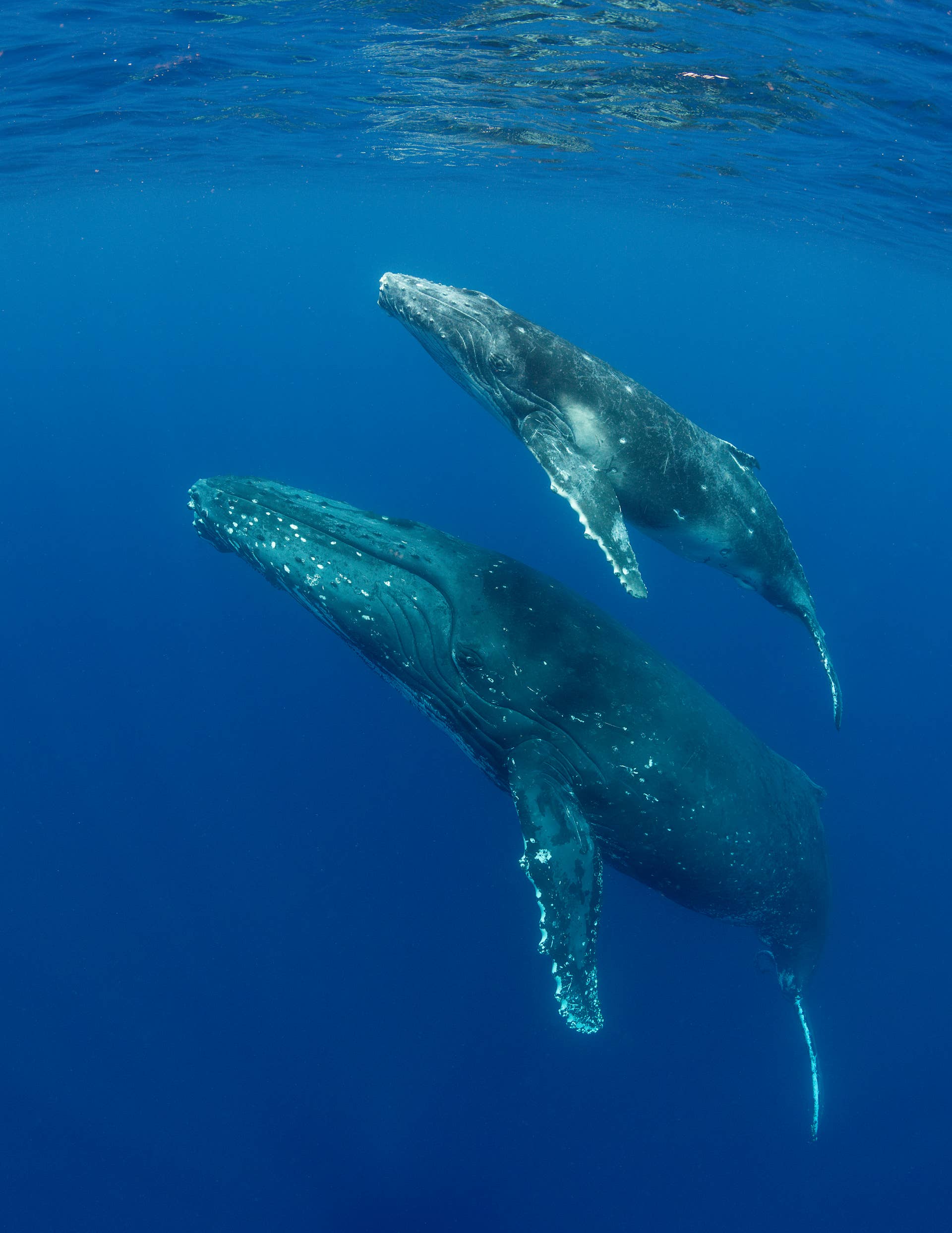 Mama Whale Teaching Baby How to Breach Is a True Sight to Behold ...