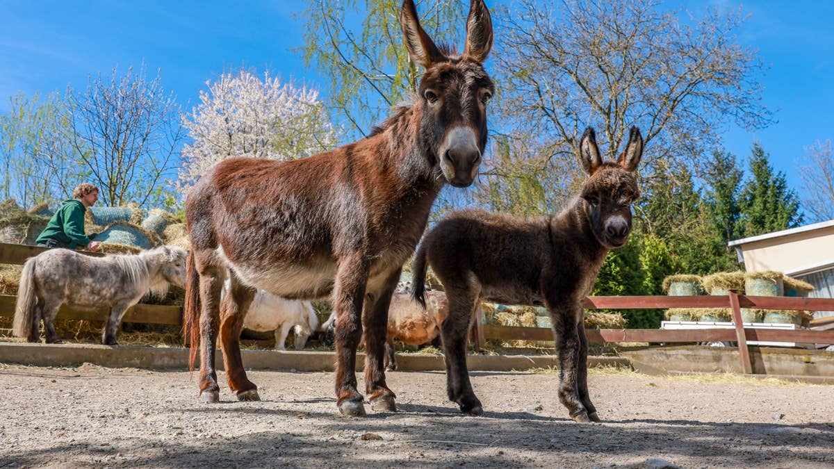 Man Sings to Miniature Donkeys, and One of Them Has the Most Beautiful ...